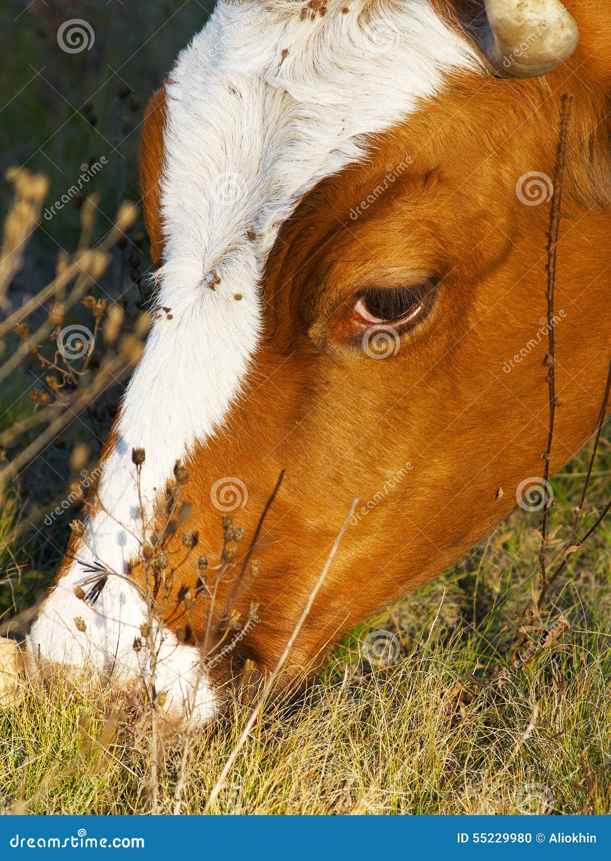 Portrait of eating cow stock photo. Image of rural, head - 55229980