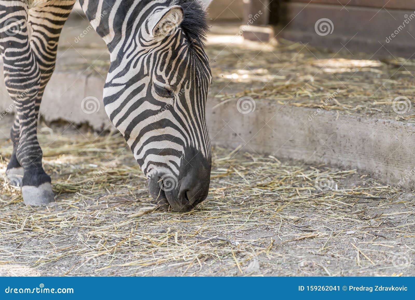 Portrait of a eating zebra stock image. Image of perissodactyla - 159262041
