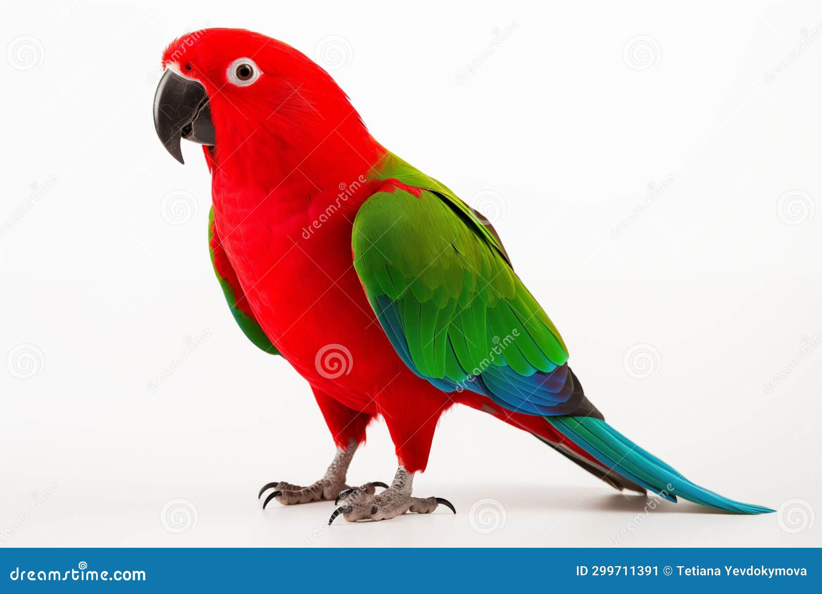 Portrait Of Eclectus Parrot Isolated On A White Background. Side View ...