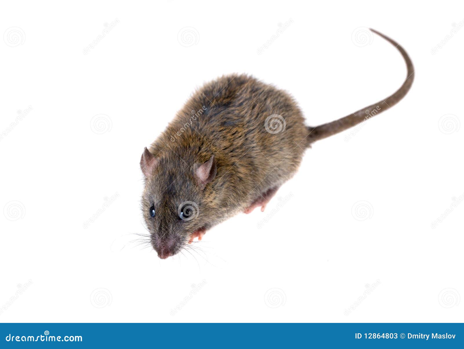 Portrait Einer Jungen Ratte Stockbild - Bild von säugetier, pelz: 12864803
