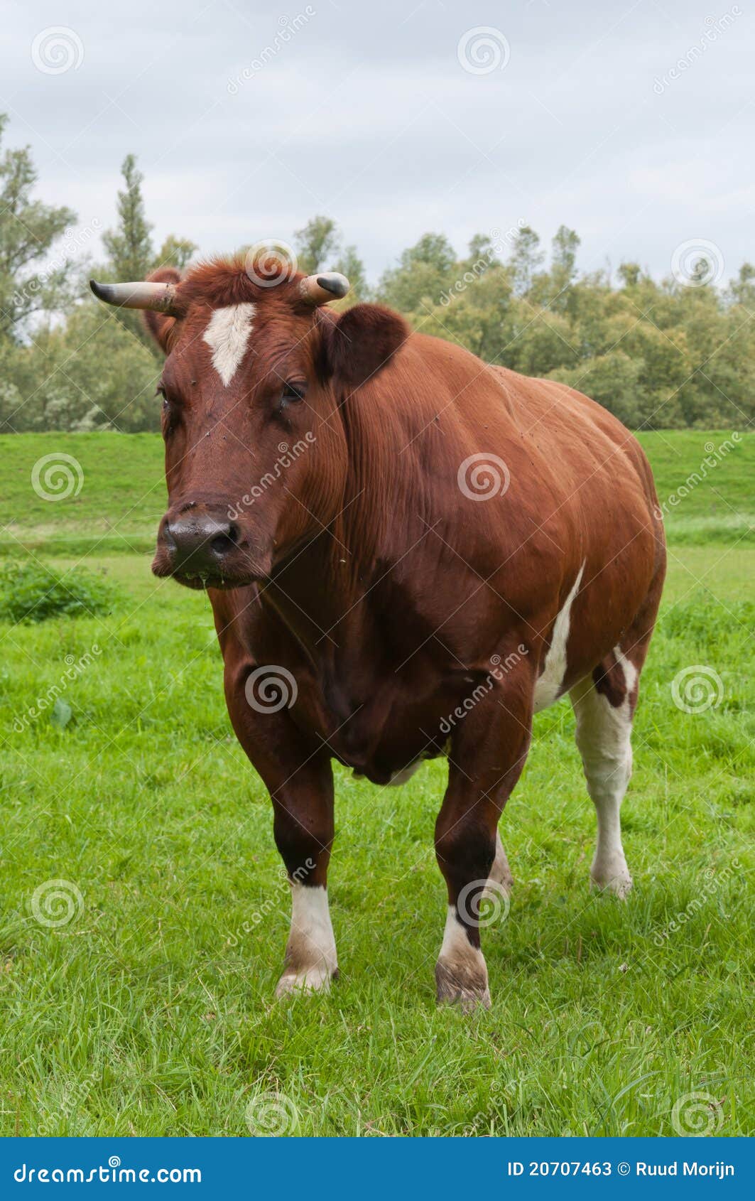 Portrait Einer Roten Kuh Mit Hupen Stockbild - Bild von hintergrund ...