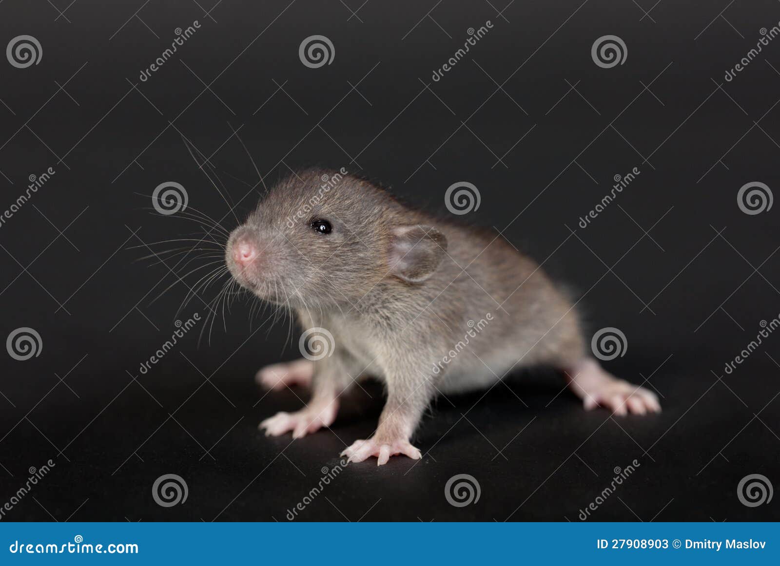 Portrait Einer Sehr Jungen Ratte Stockbild - Bild von jung, säugetier ...
