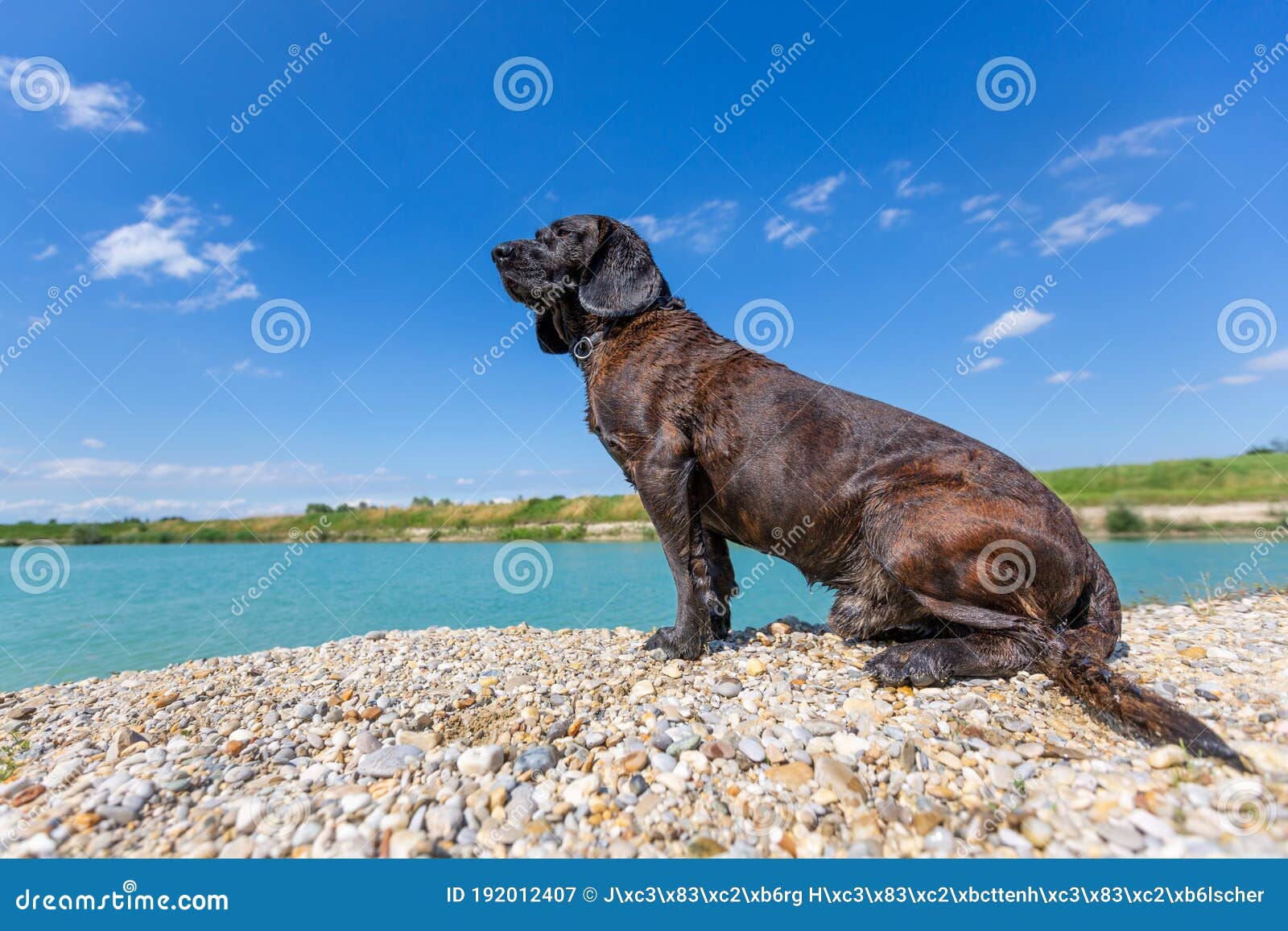 Portrait Eines Hanoverian Jagdhundes an Einem See Stockbild - Bild von ...