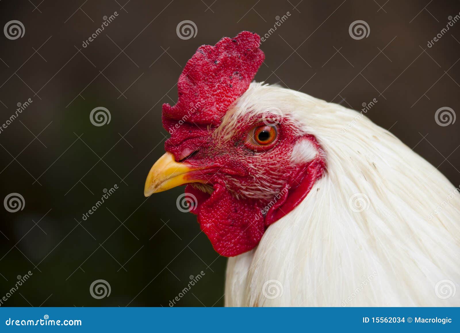 Portrait eines Huhns stockfoto. Bild von huhn, truthahn - 15562034