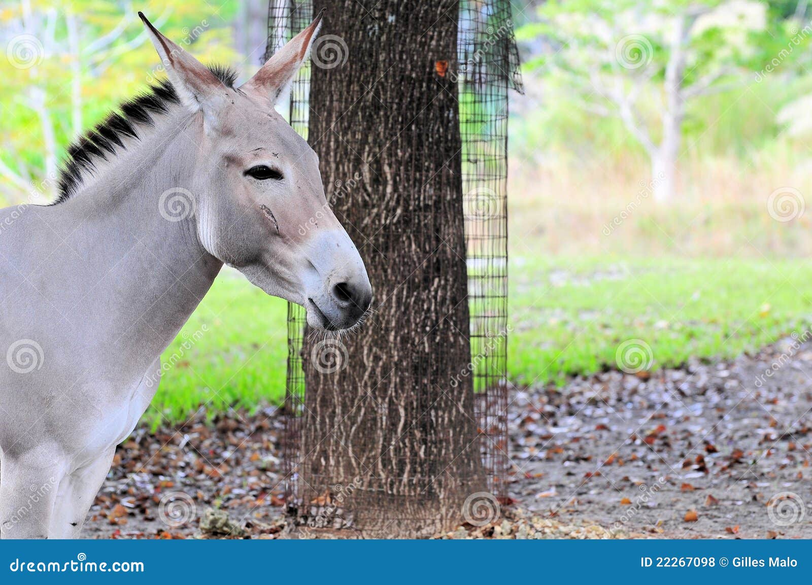 Portrait Eines Wilden Esels Stockfoto - Bild von esel, afrika: 22267098