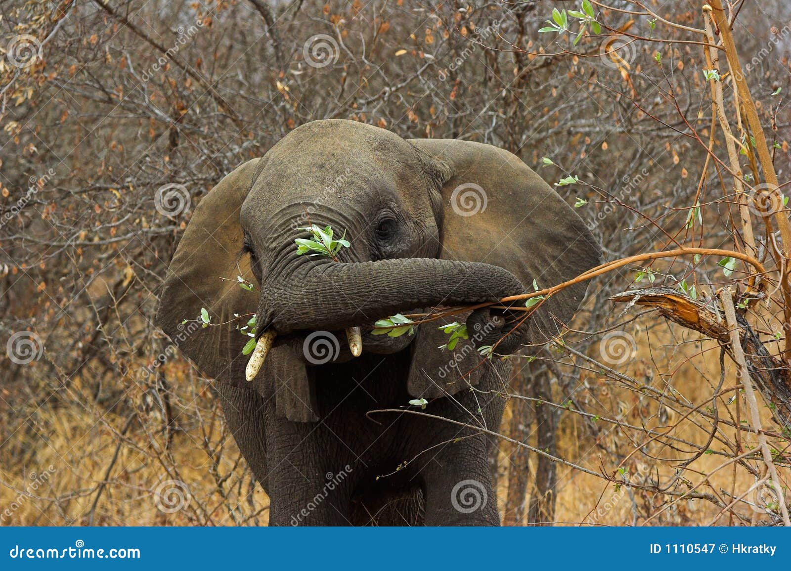 Portrait of an elephant stock image. Image of ivory, african - 1110547