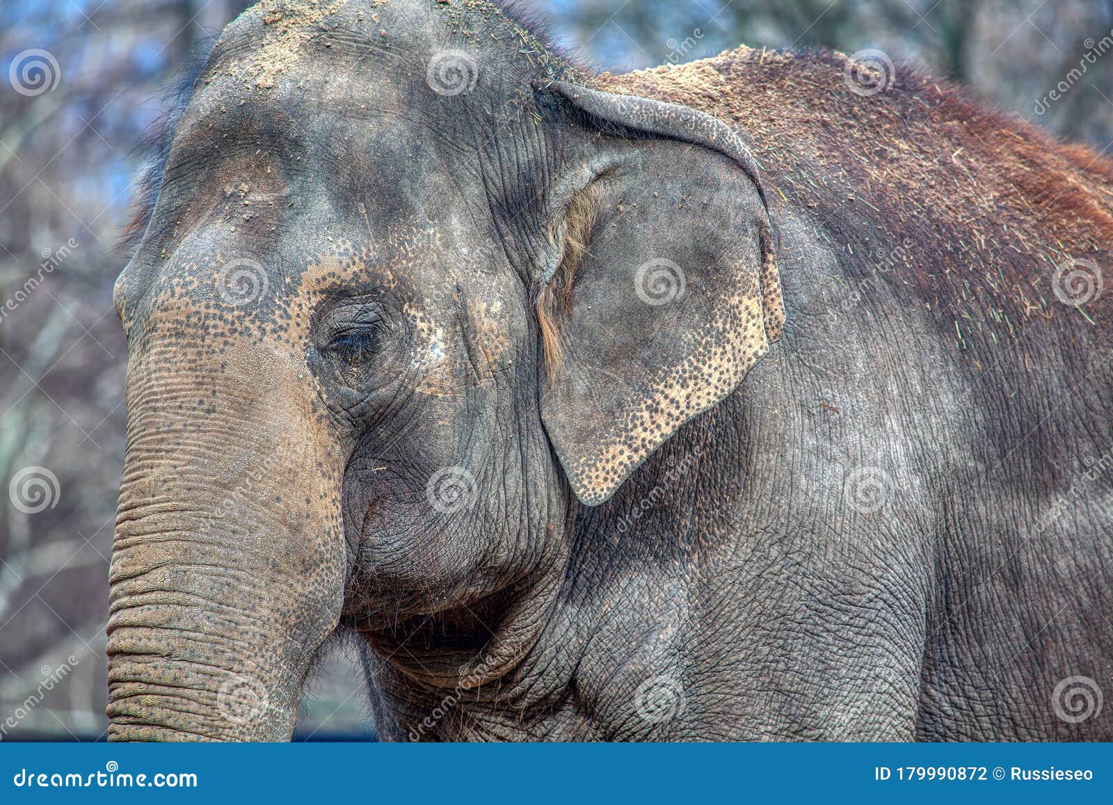 Elephant with closed eyes stock photo. Image of botswana - 179990872