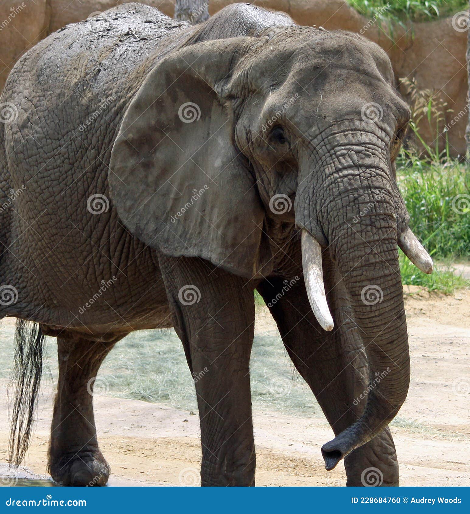 Elephant Going for a Stroll Stock Photo - Image of portrait, elephant ...