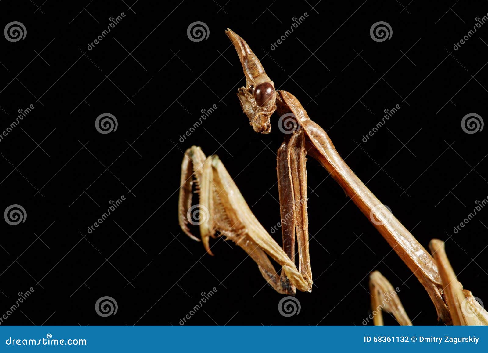 Portrait Empusa. Dry Insect from the Collection Stock Photo - Image of ...