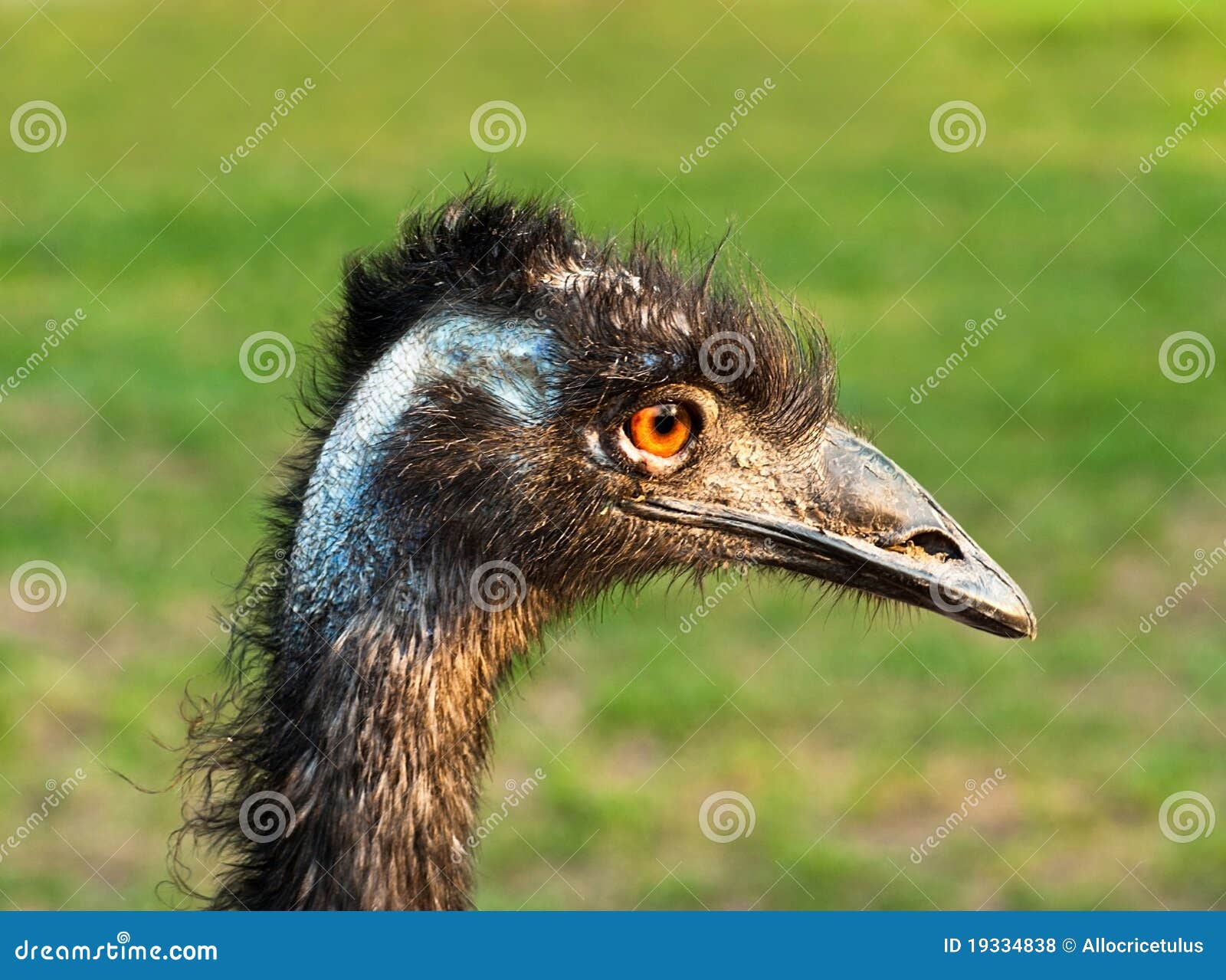 Portrait of emu stock photo. Image of wild, close, profile - 19334838
