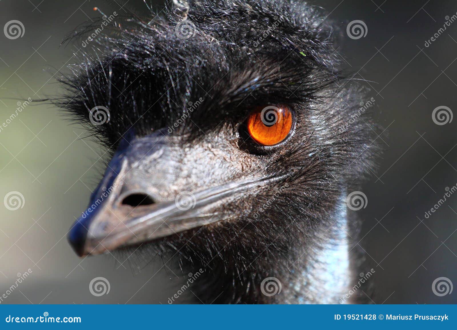Portrait of an Emu in Australia Stock Photo - Image of hair, neck: 19521428