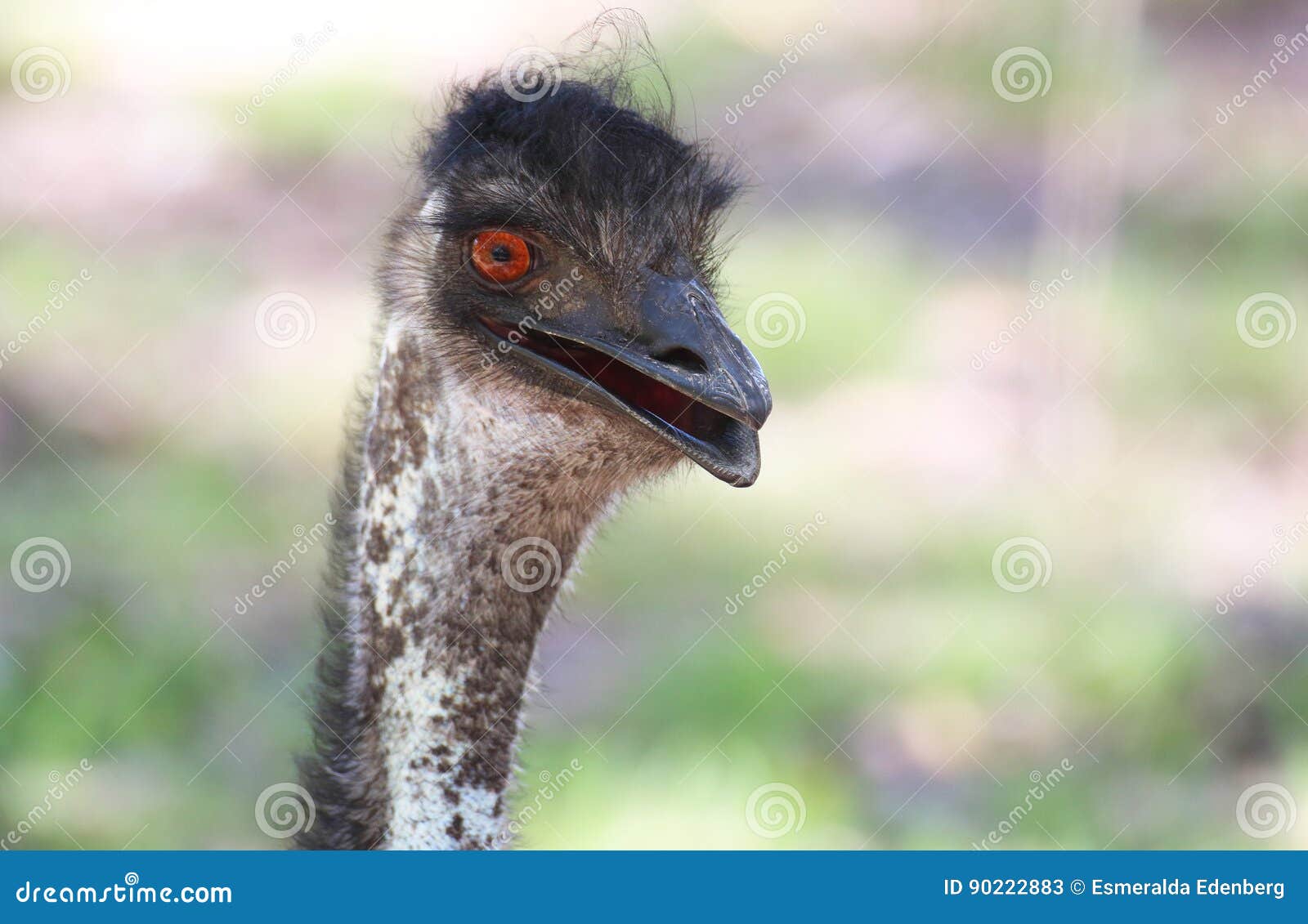 Emu stock image. Image of funny, australia, portrait - 90222883