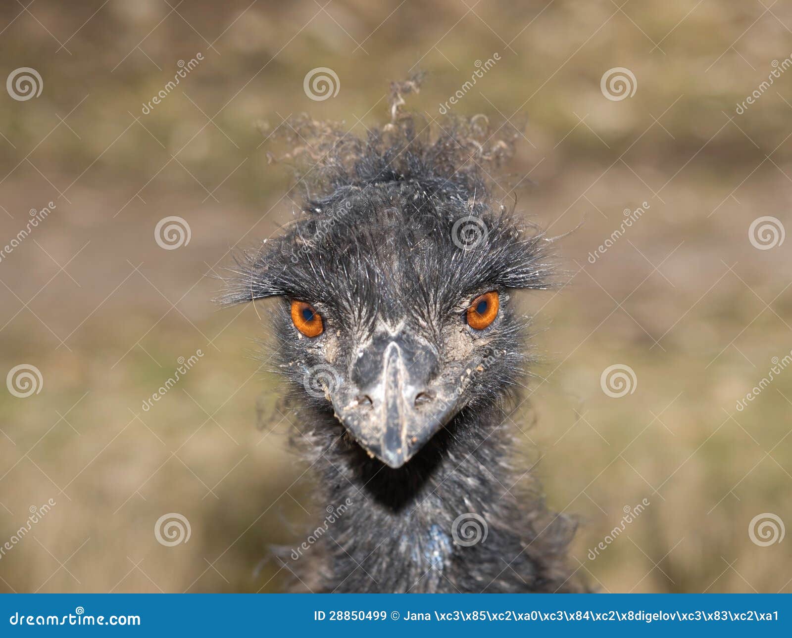 Portrait of emu bird stock image. Image of novaehollandiae - 28850499