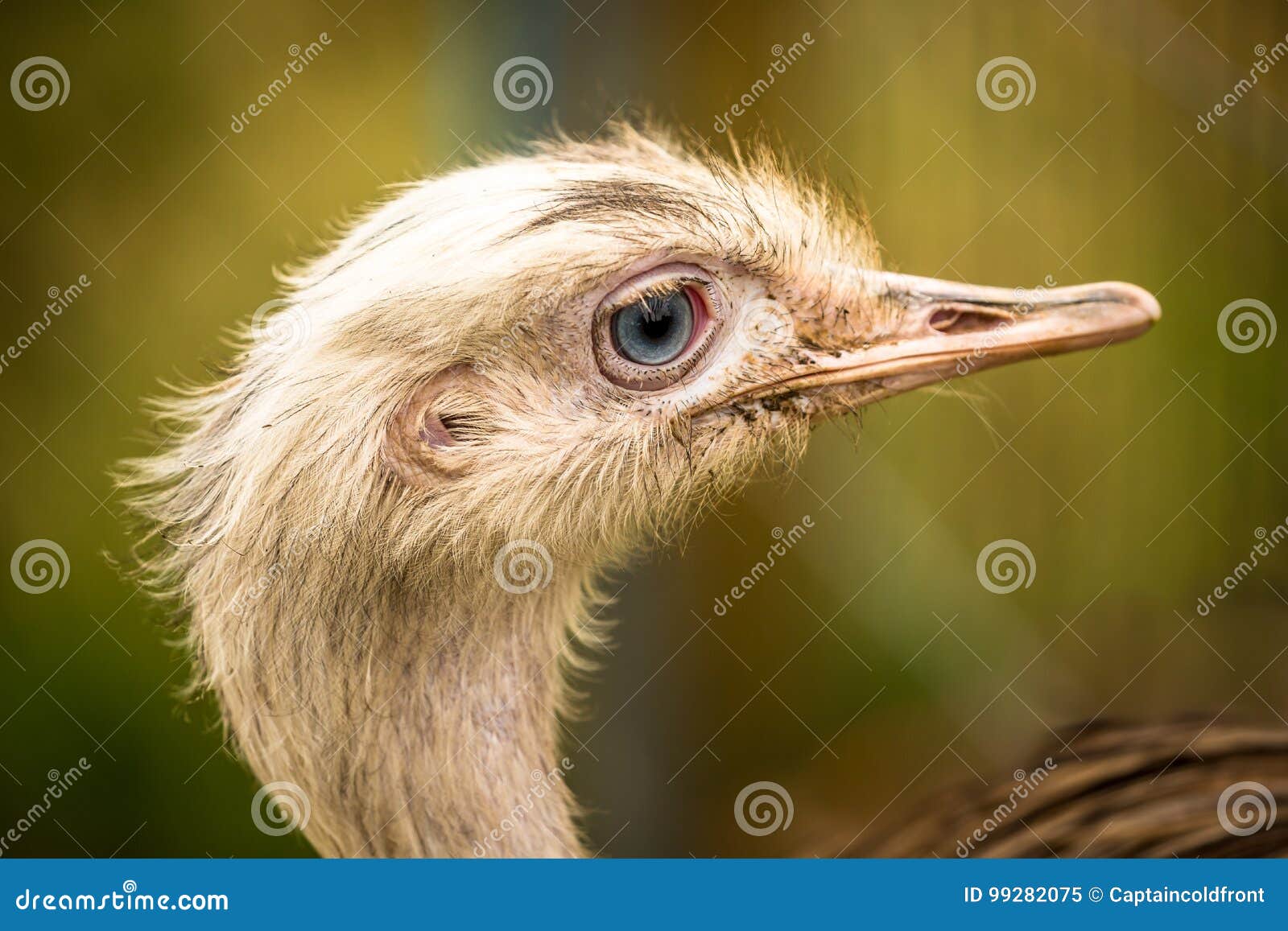 Emu in profile stock image. Image of beak, closeup, portrait - 99282075