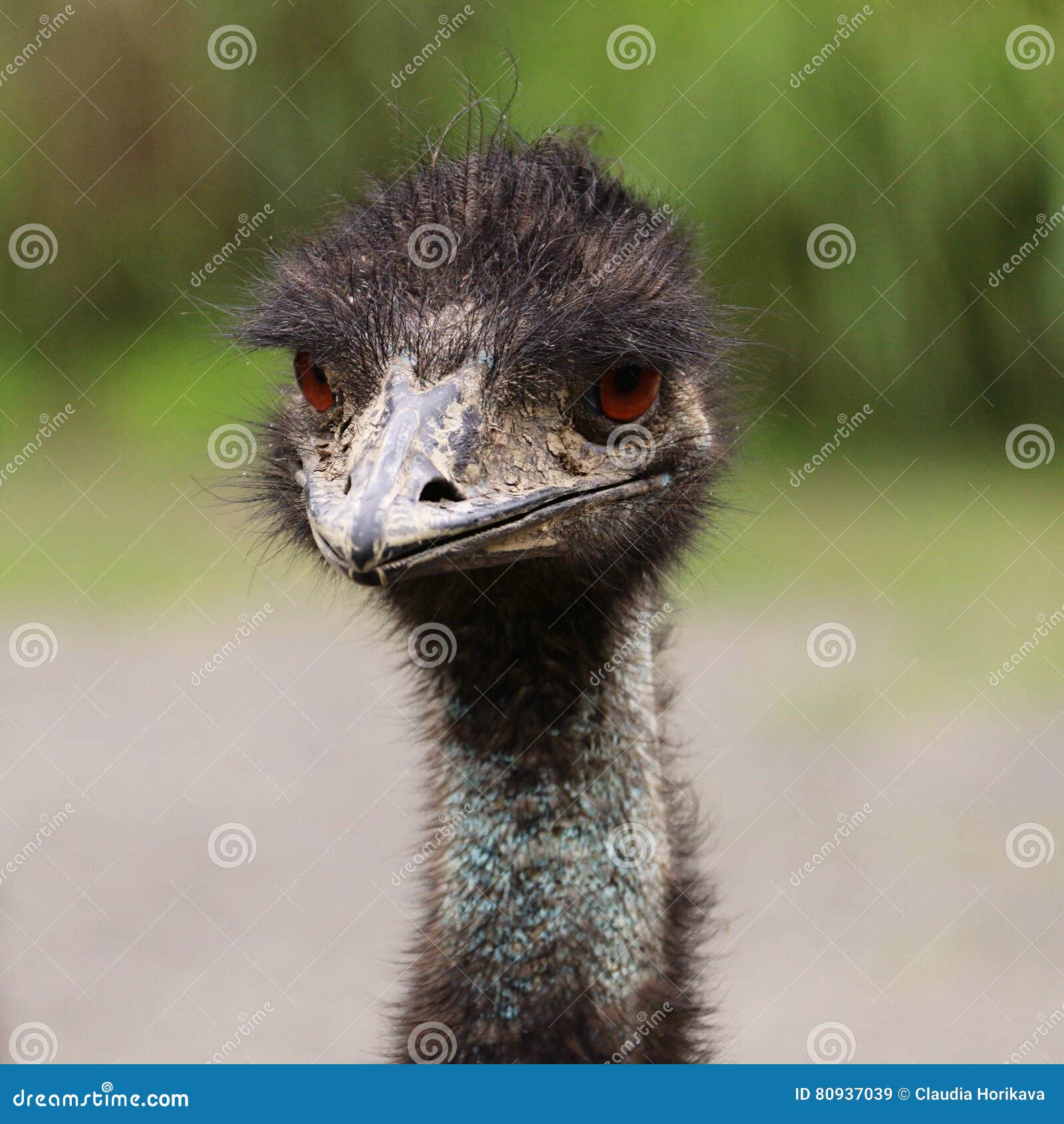 Portrait of a Emu Face stock image. Image of large, flightless - 80937039