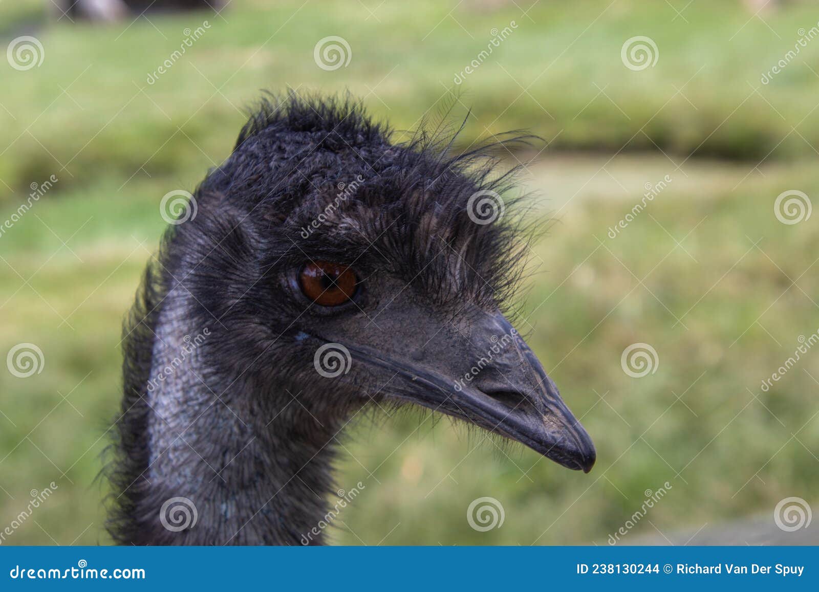 Portrait of an emu stock photo. Image of light, format - 238130244
