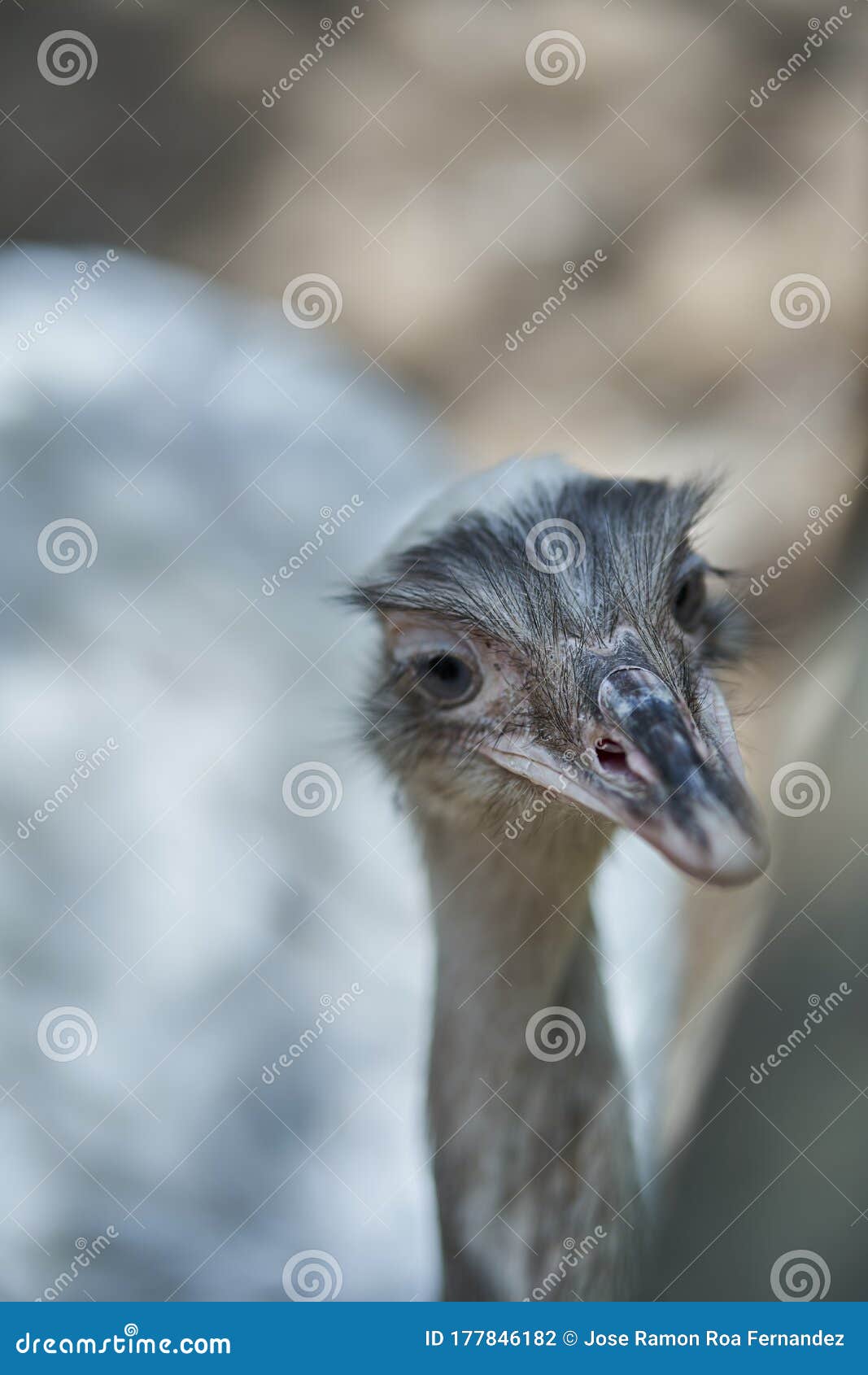 Portrait of an emu stock photo. Image of australian - 177846182