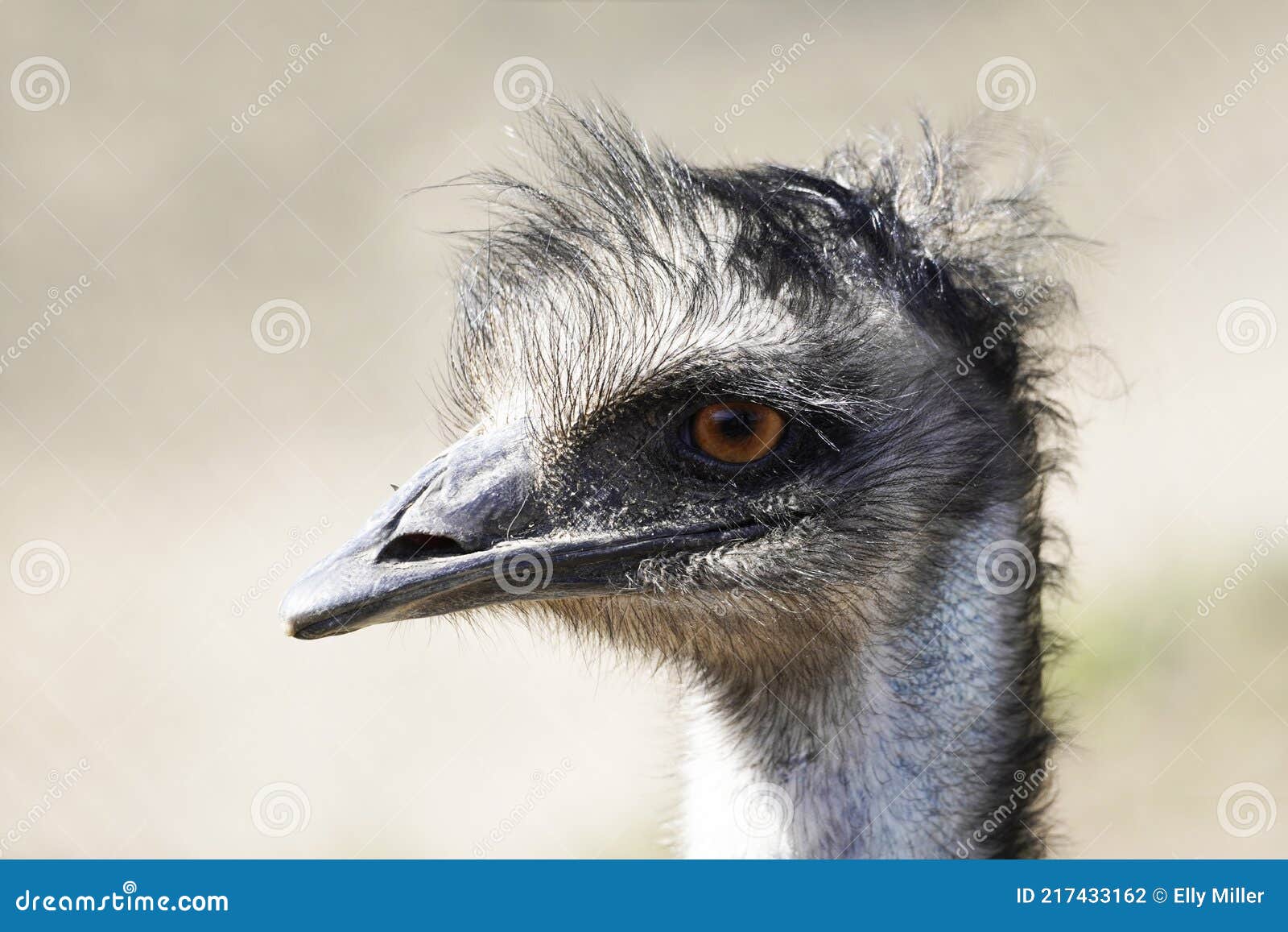 Portrait of an emu. stock photo. Image of dromaius, bird - 217433162
