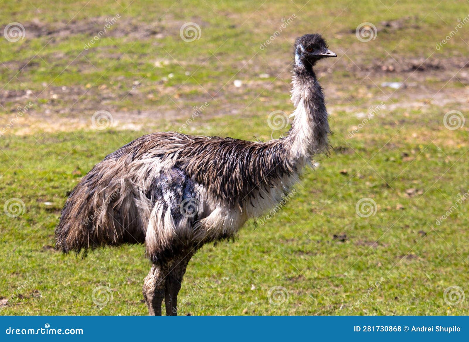 Portrait of an Emu (Struthio Camelus) Stock Photo - Image of animal ...