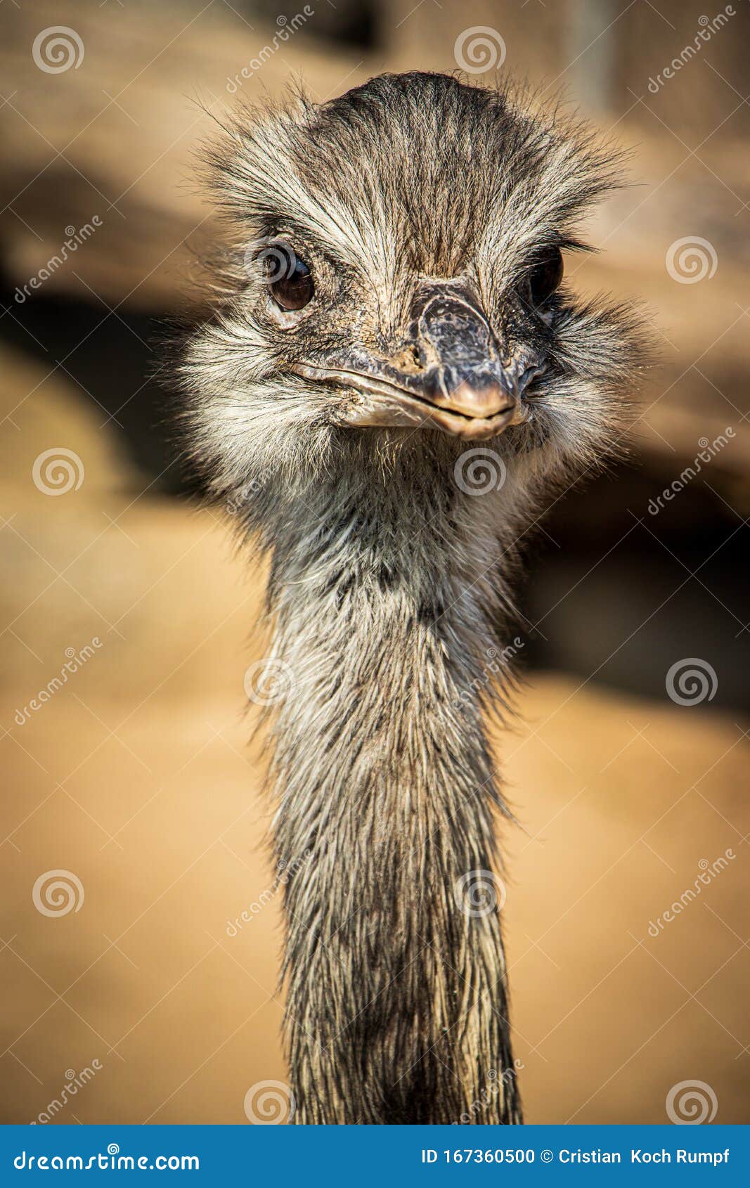 Portrait of an Emu in the Zoo Stock Photo - Image of inquiring, front ...