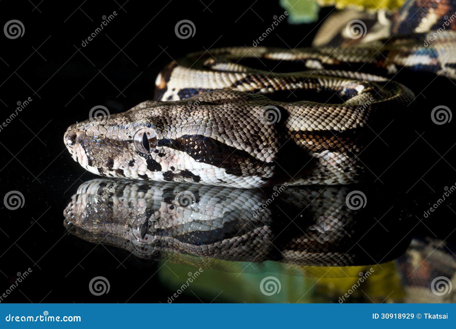 Portrait En Gros Plan De Reptile De Serpent De Python Macro Sur Le Noir ...