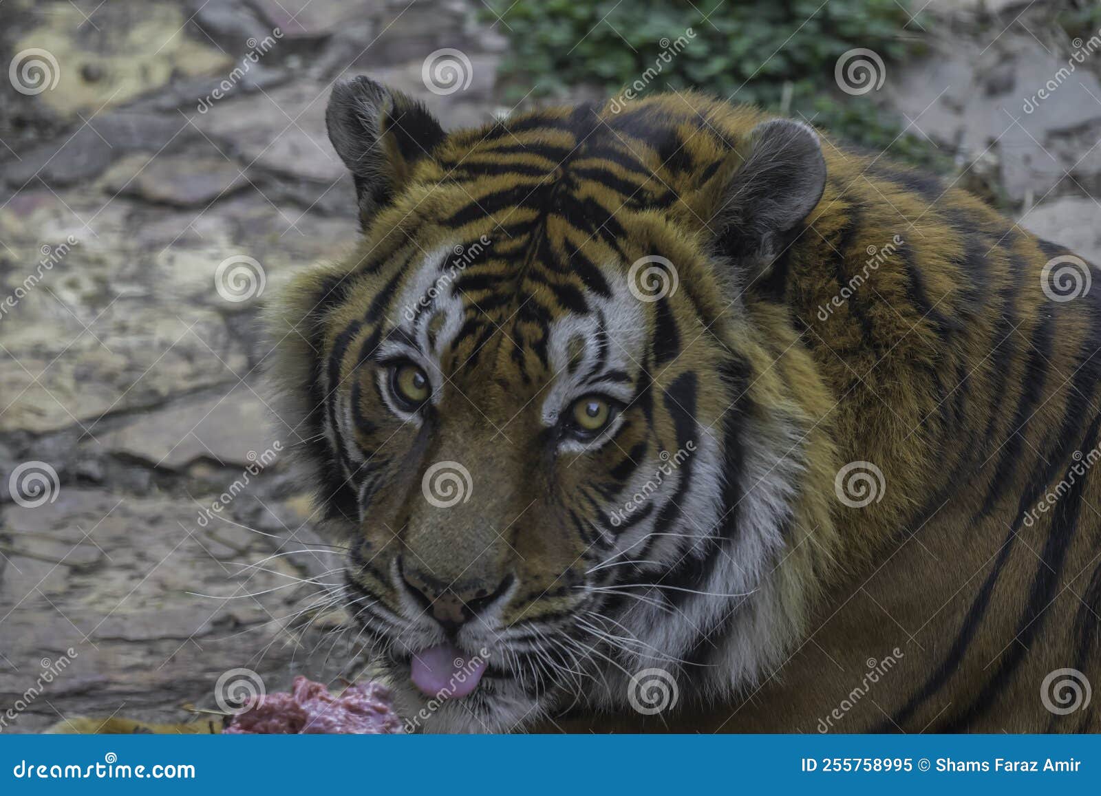 Portrait of an Endangered and Captive Bengal Tiger in a Zoo Stock Image ...