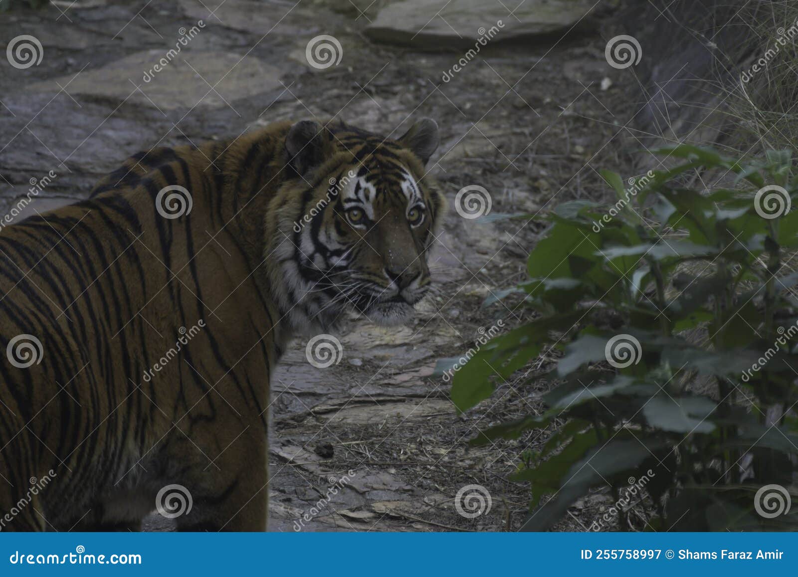 Portrait of an Endangered and Captive Bengal Tiger in a Zoo Stock Image ...