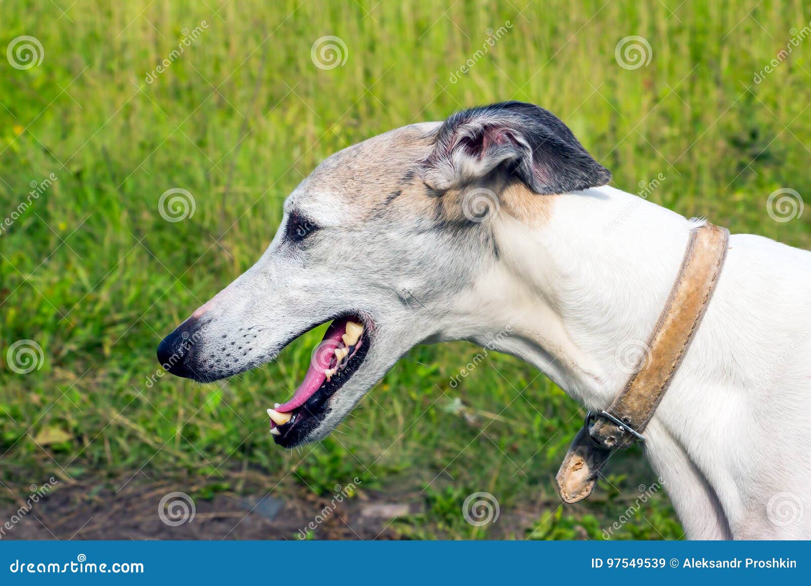 Portrait English greyhound stock image. Image of coat - 97549539