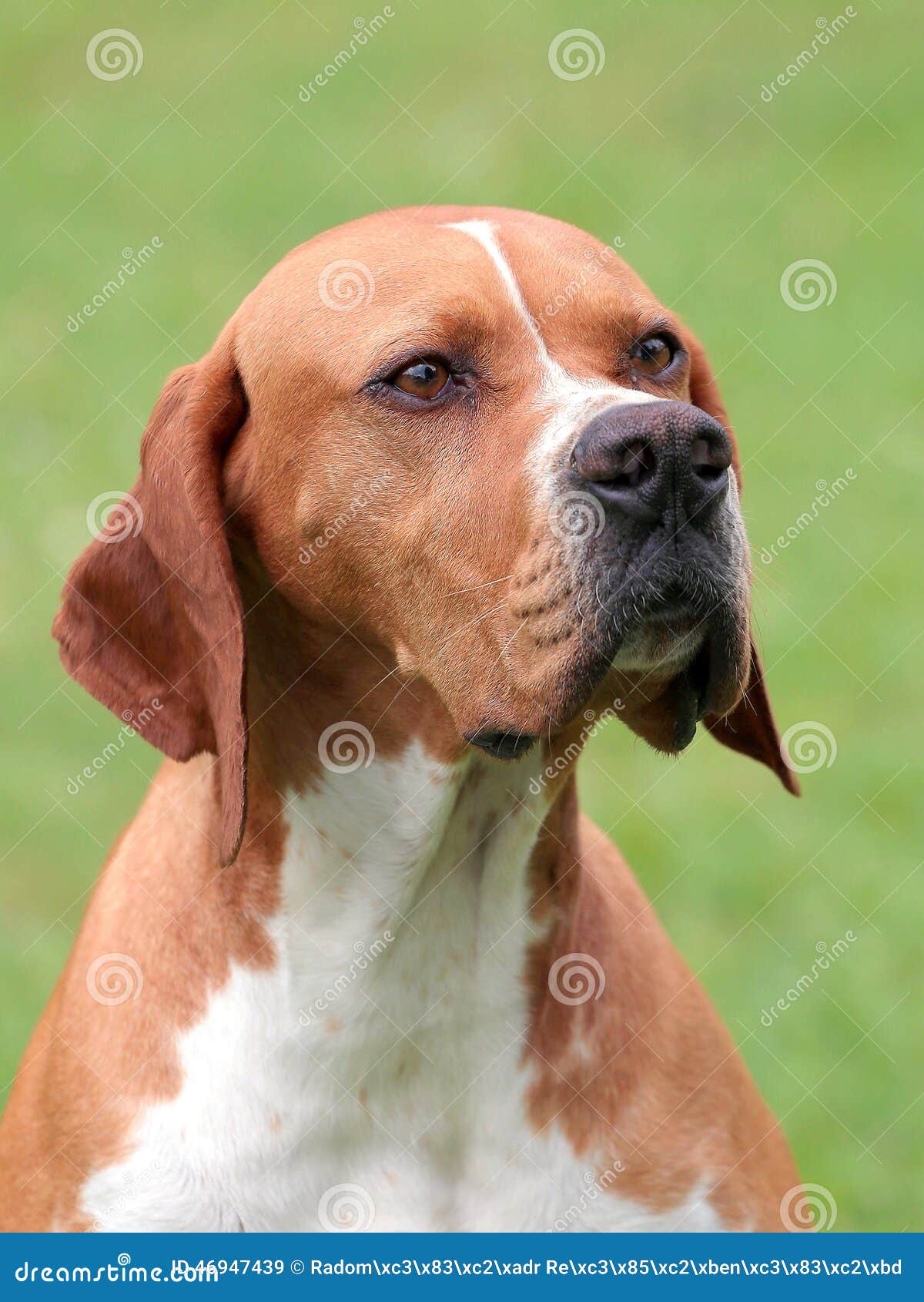Portrait of English Pointer Stock Image - Image of portrait, canine ...