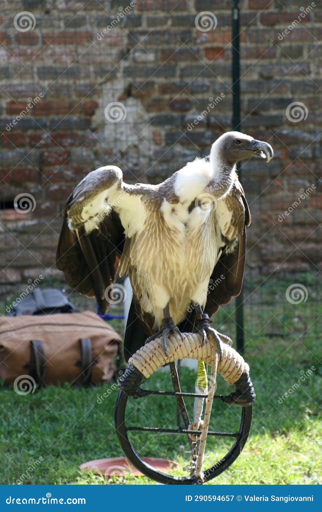 Portrait of the Eurasian Griffon Bird of Prey Stock Image - Image of ...