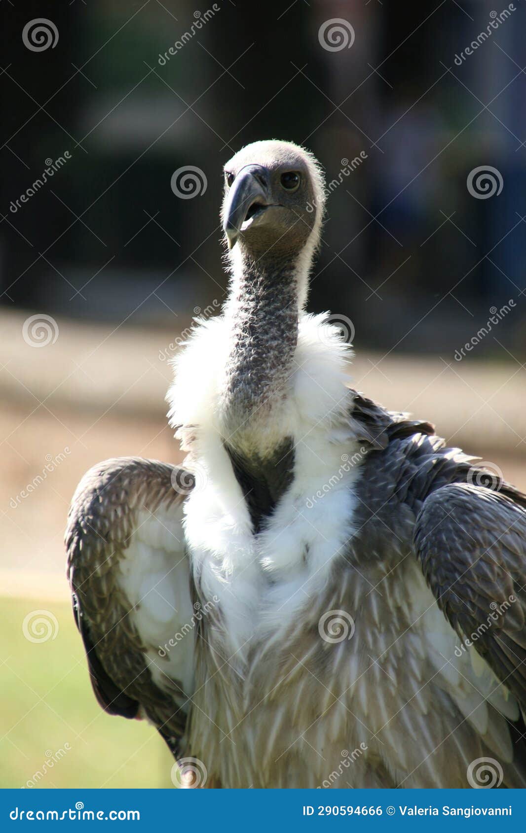 Portrait of the Eurasian Griffon Bird of Prey Stock Photo - Image of ...
