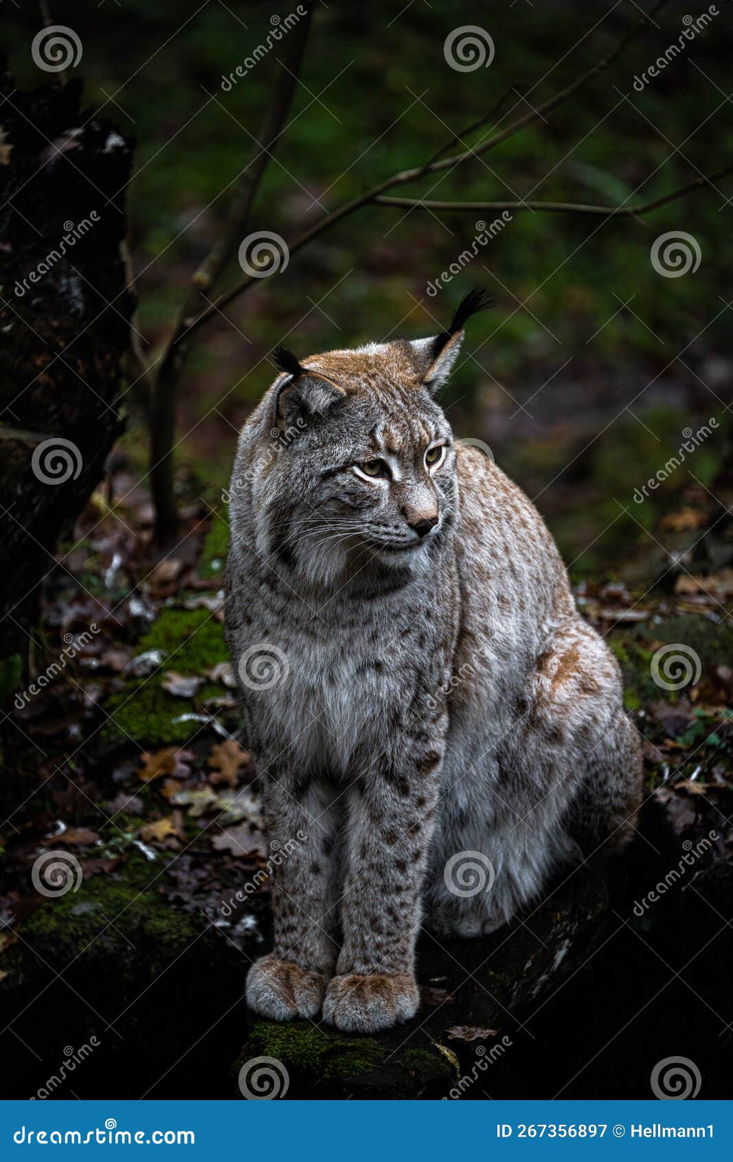 Linx Portrait Royalty-Free Stock Image | CartoonDealer.com #20564824