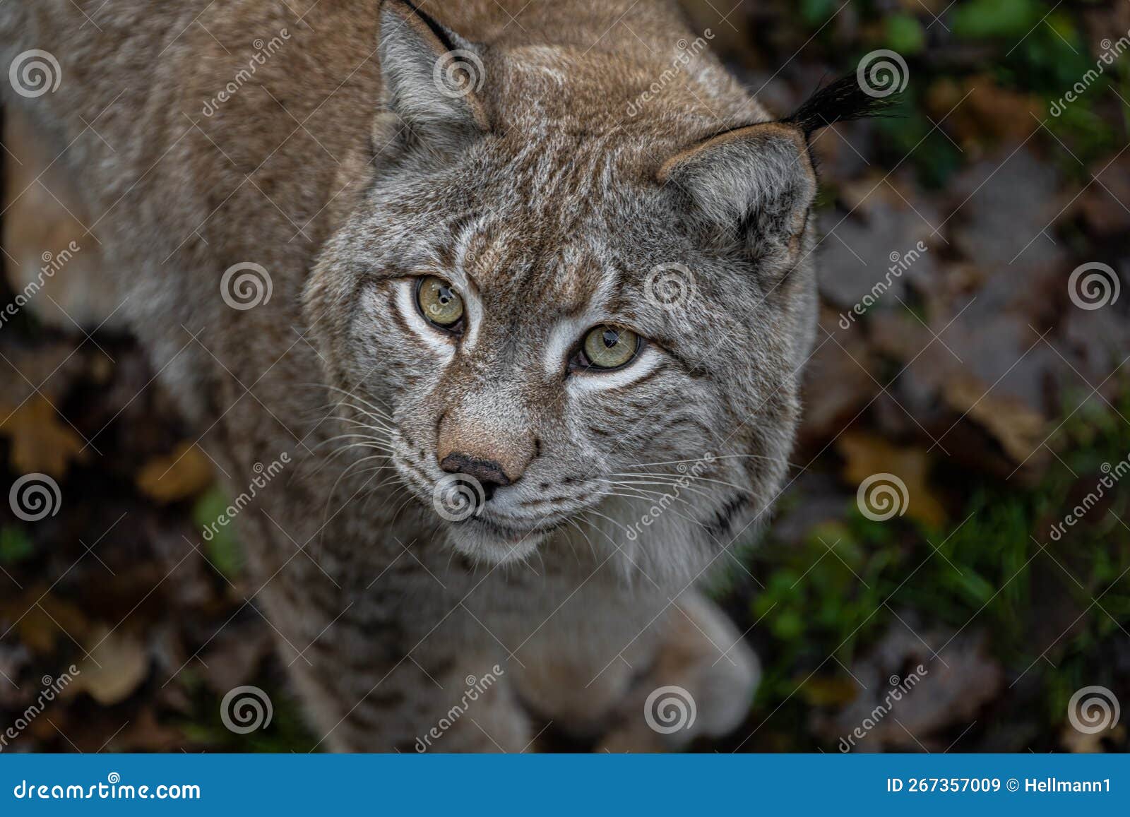 Linx Portrait Royalty-Free Stock Image | CartoonDealer.com #20564824