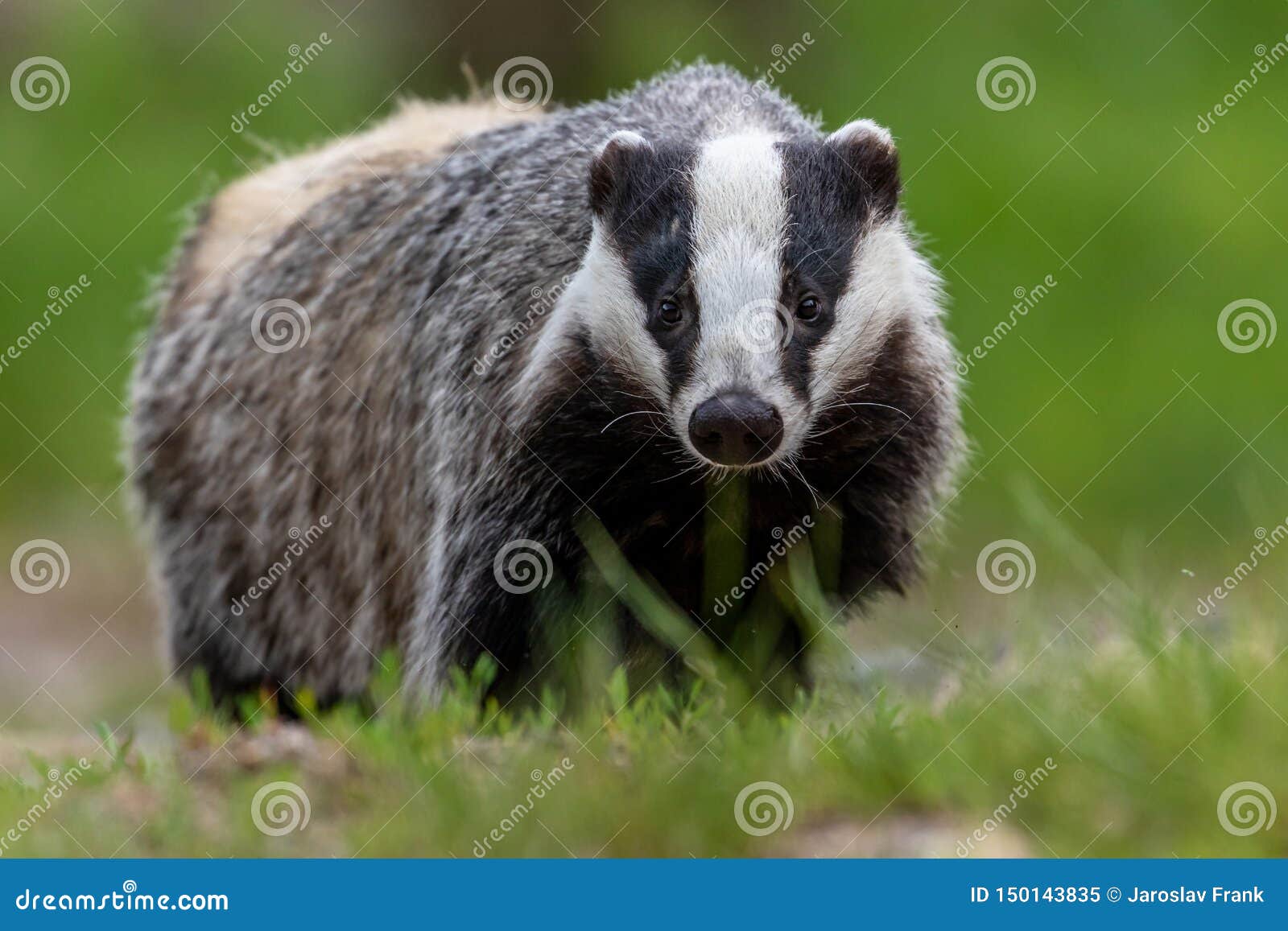 Portrait of European Badger Outdoors Stock Image - Image of czech ...