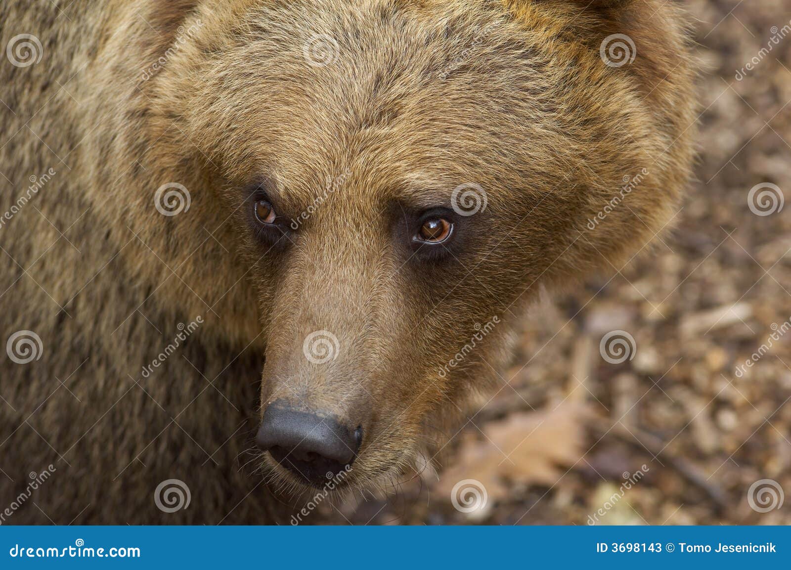 Portrait of European Brown Bear Stock Image - Image of wildlife ...