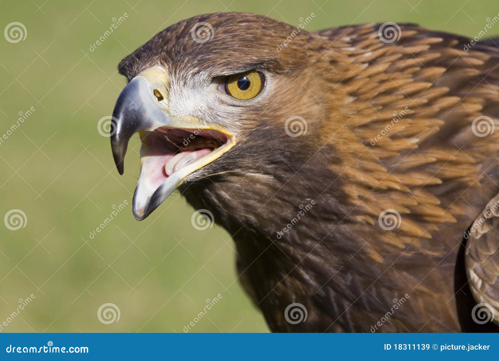 Portrait of an European Eagle Stock Image - Image of golden, beak: 18311139
