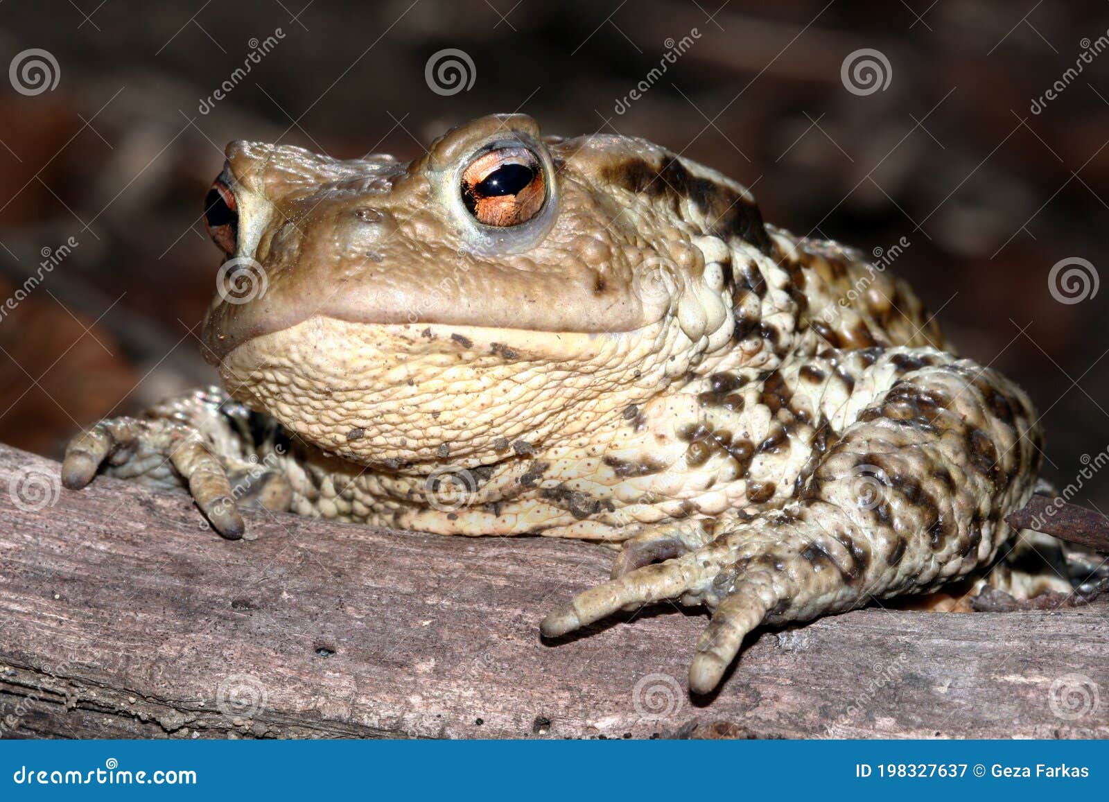 Portrait of European Green Toad Bufo Viridis Stock Image - Image of ...
