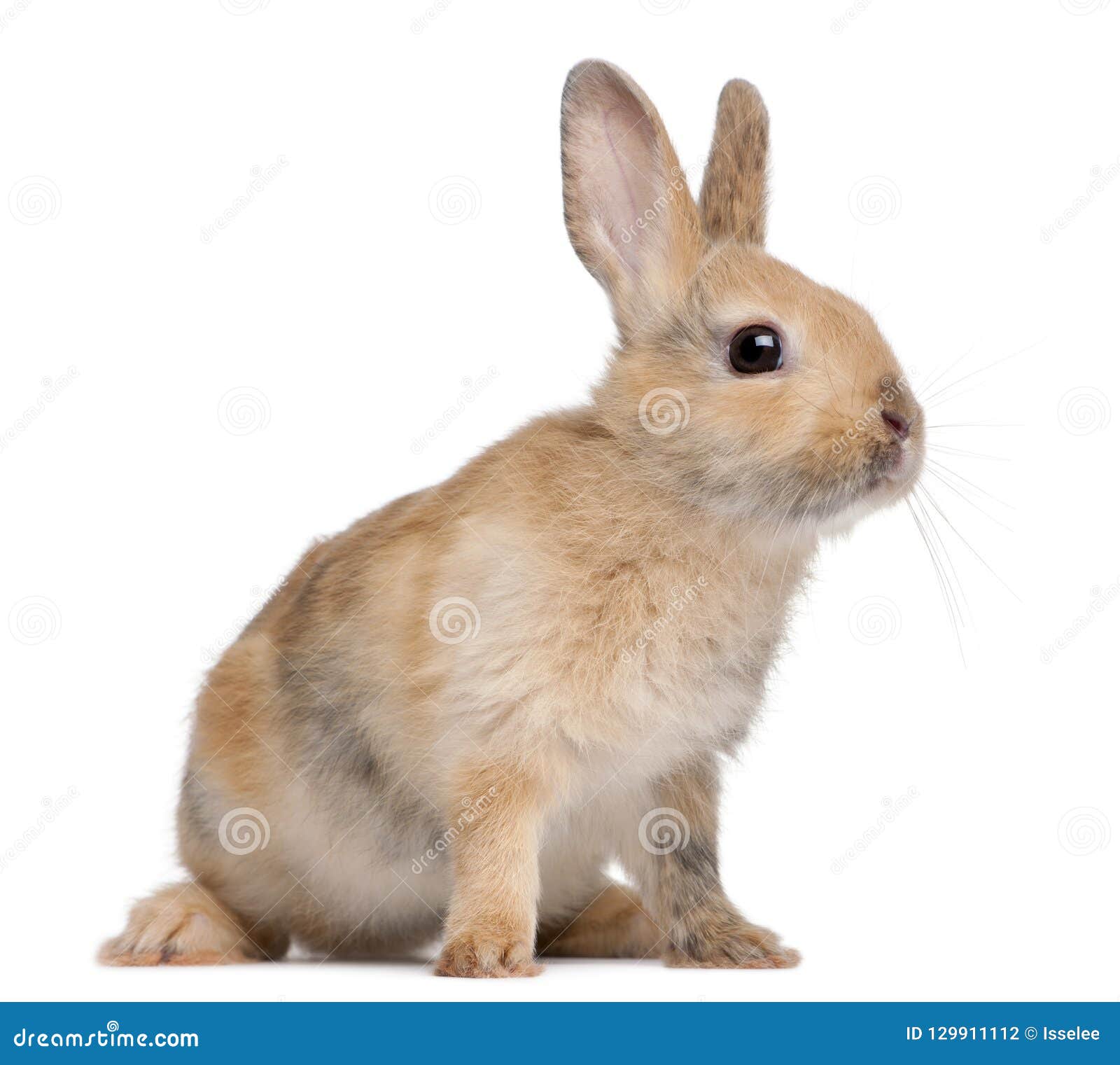 Portrait of a European Rabbit, Oryctolagus Cuniculus Stock Photo ...