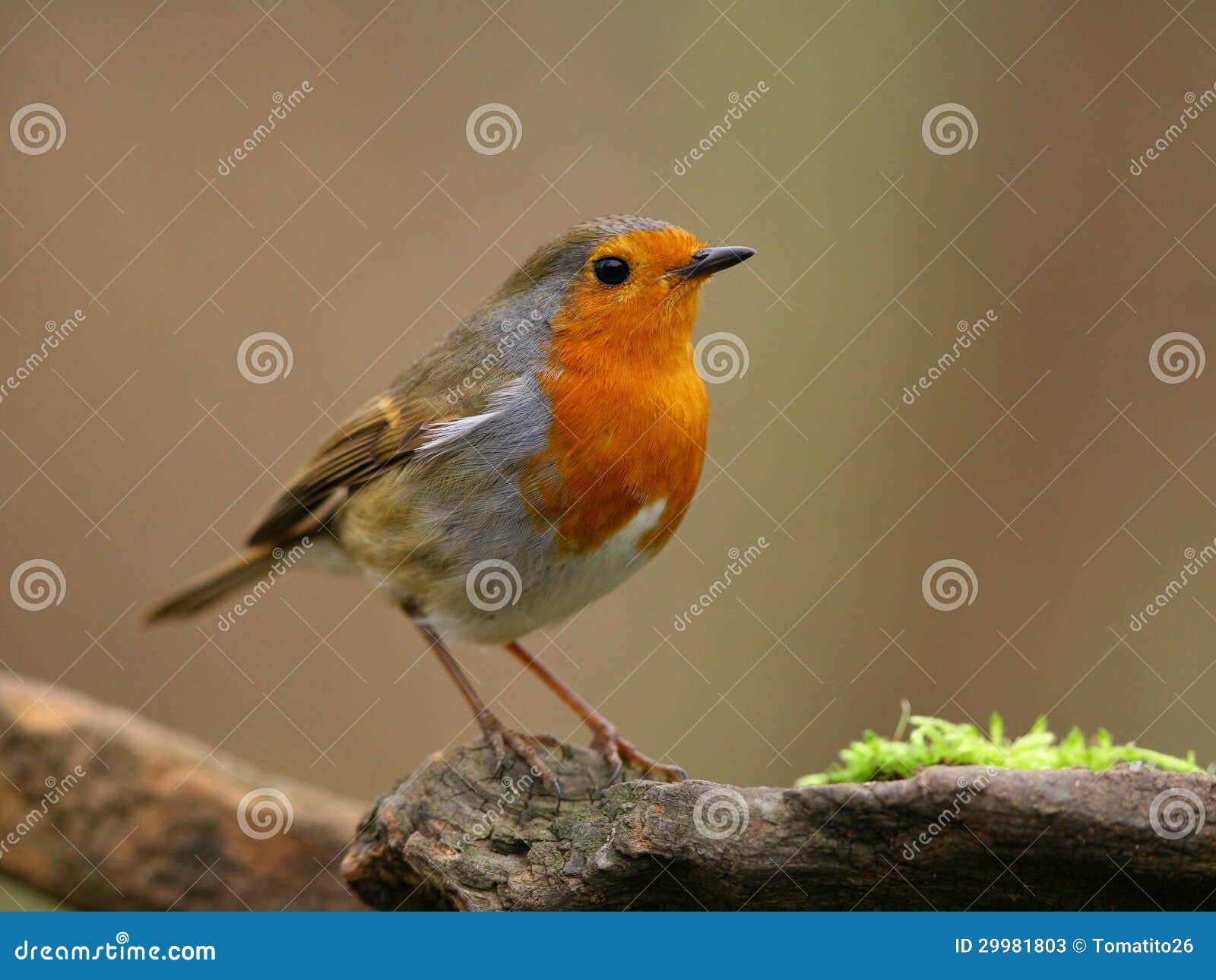 European Robin stock image. Image of robin, profile, view - 29981803