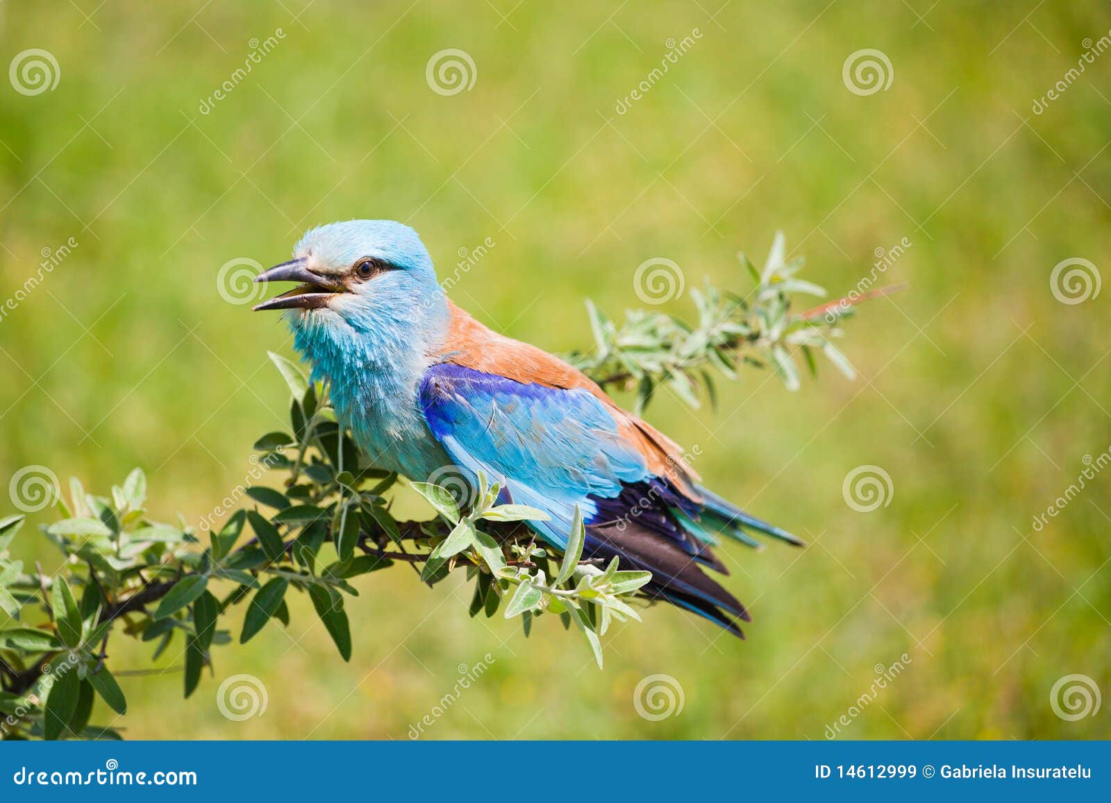 Portrait of an European Roller Stock Image - Image of biology, tree ...