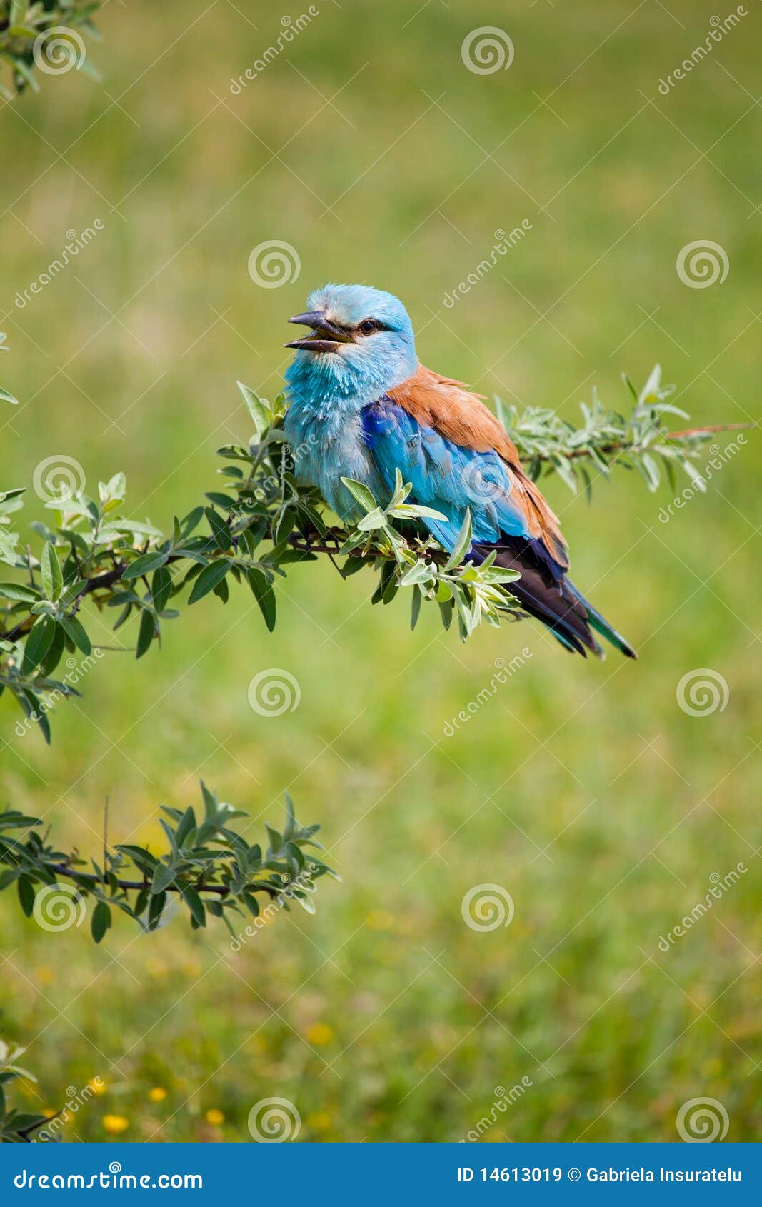 Portrait of an European Roller Stock Image - Image of colorful, feather ...
