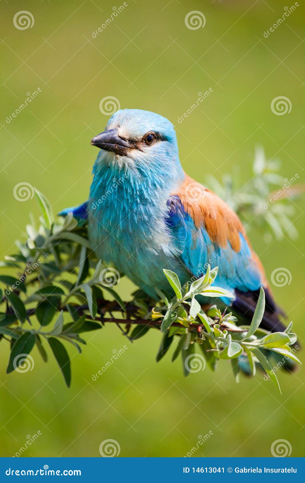 European Roller Stock Photo | CartoonDealer.com #51793812