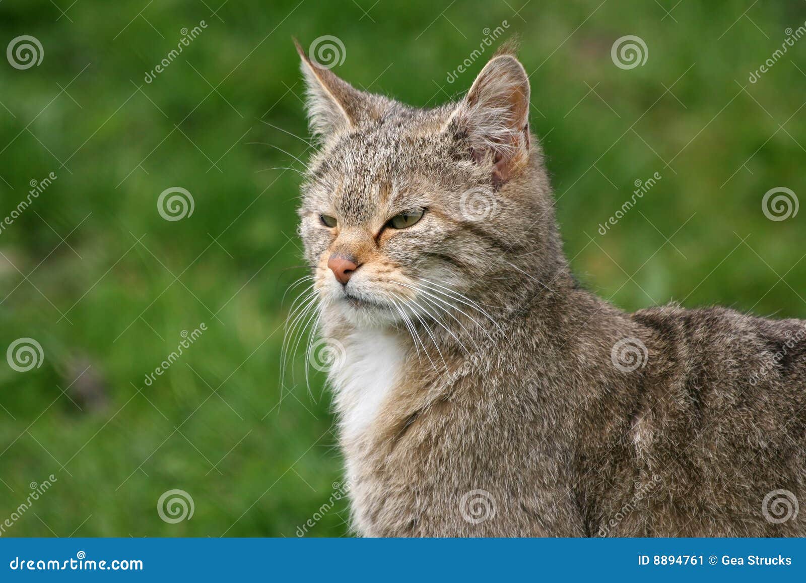 Portrait of a European Wildcat Stock Image - Image of nature, european ...