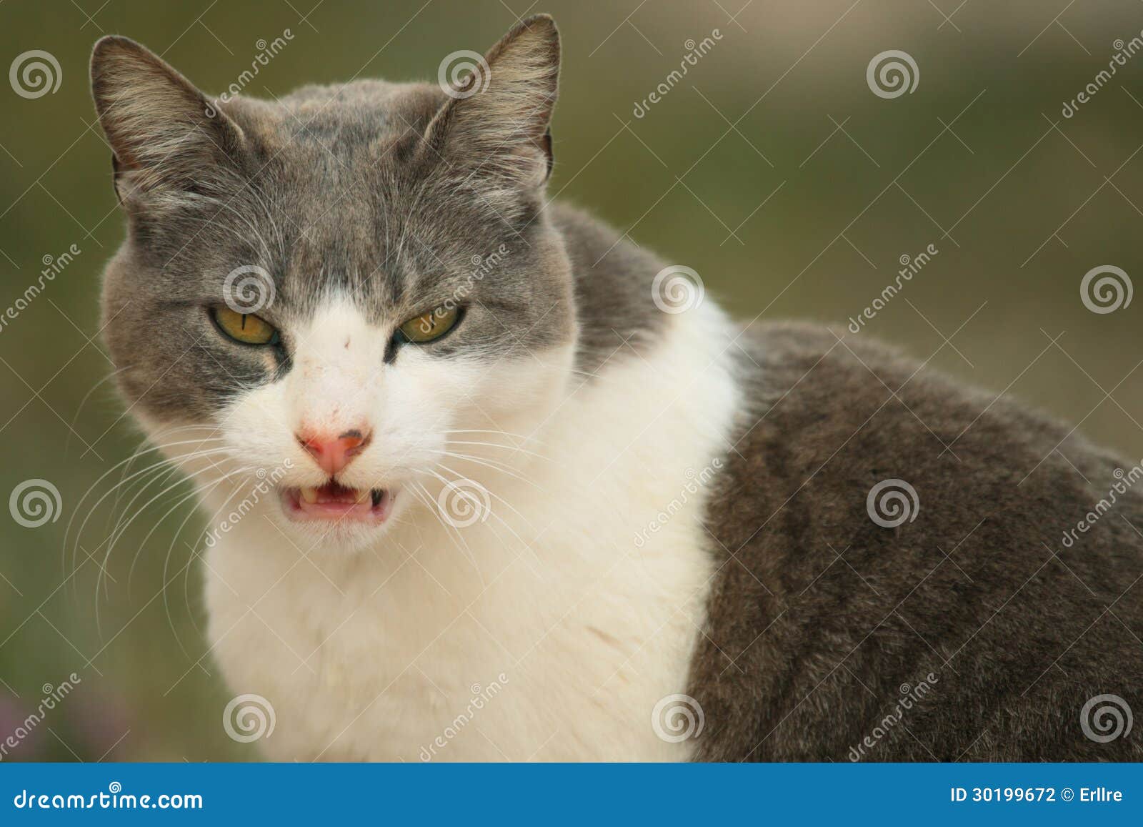 Evil cat stock photo. Image of eyes, wild, teeth, scare - 30199672