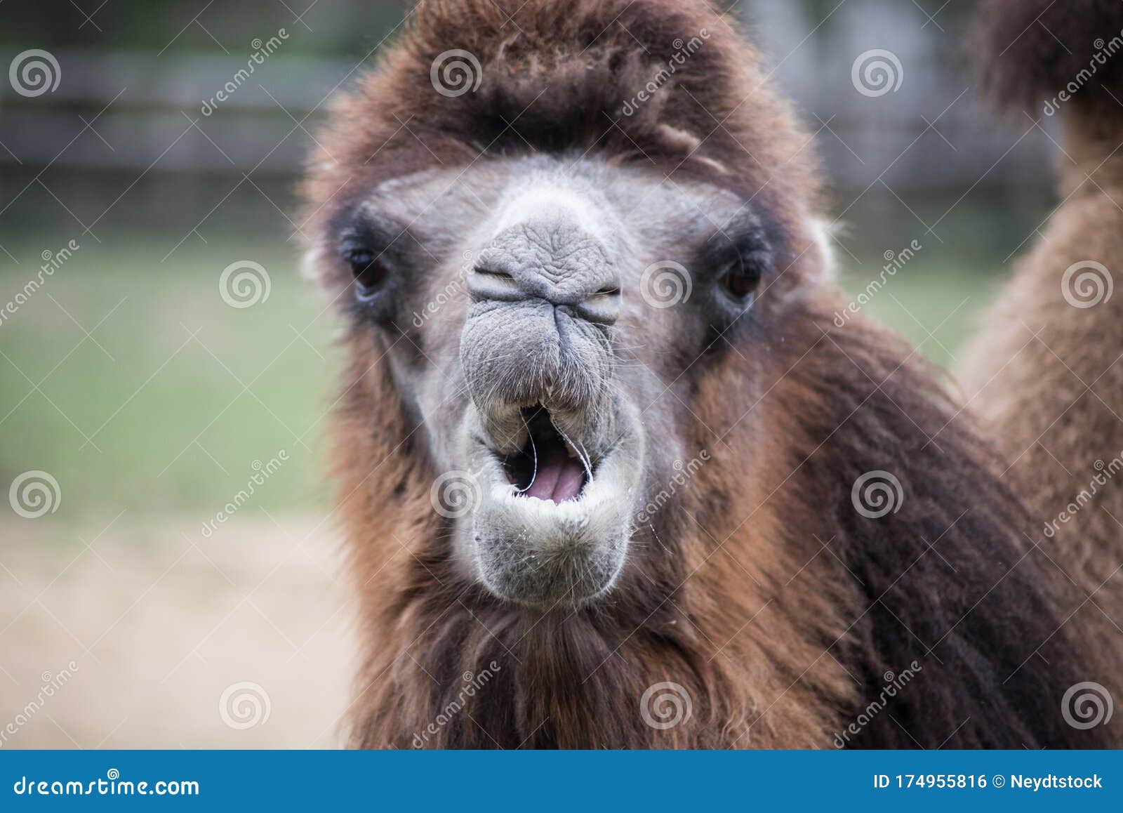 Expressive Camel Looking the Camera Stock Photo - Image of animal, head ...