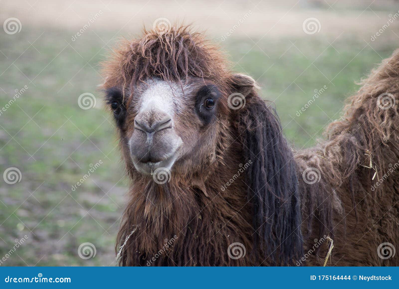 Expressive Camel Looking the Camera Stock Photo - Image of domesticated ...