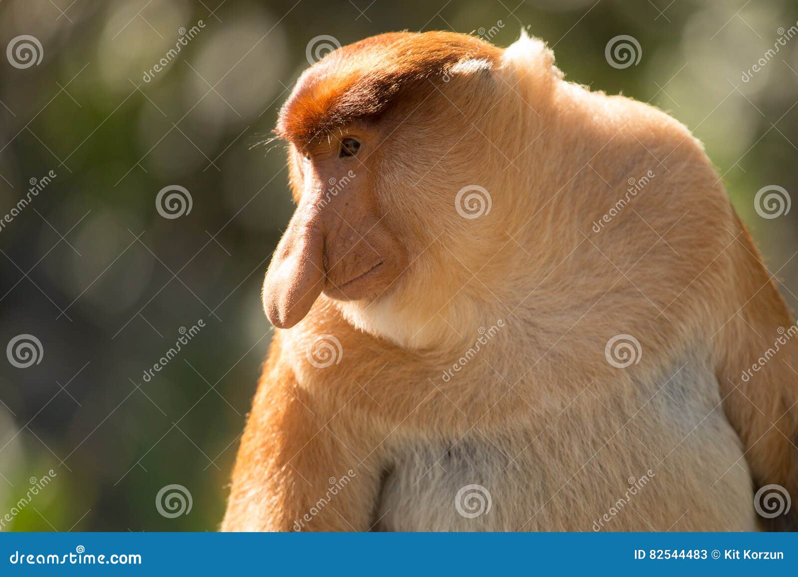Portrait of Fabulous Long-nosed Monkey Stock Image - Image of strange ...