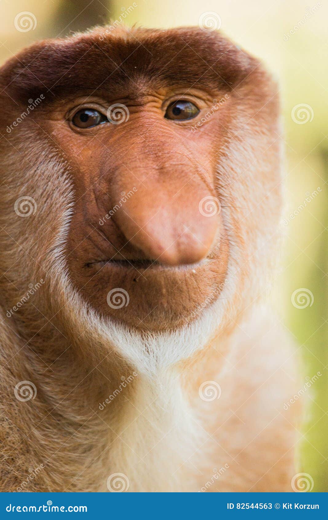 Portrait of Fabulous Long-nosed Monkey Stock Image - Image of ...