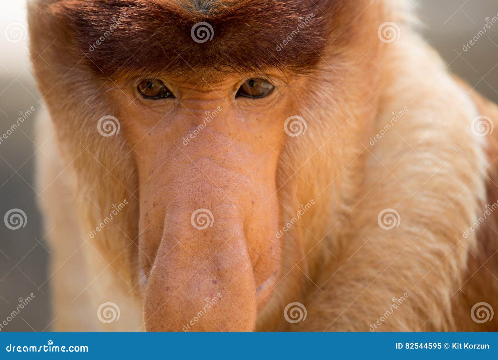 Portrait of Fabulous Long-nosed Monkey Stock Image - Image of ...