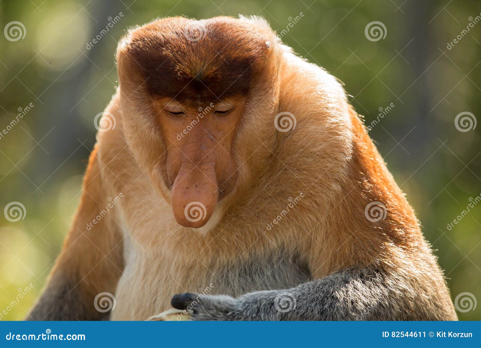 Portrait of Fabulous Long-nosed Monkey Stock Image - Image of rare ...